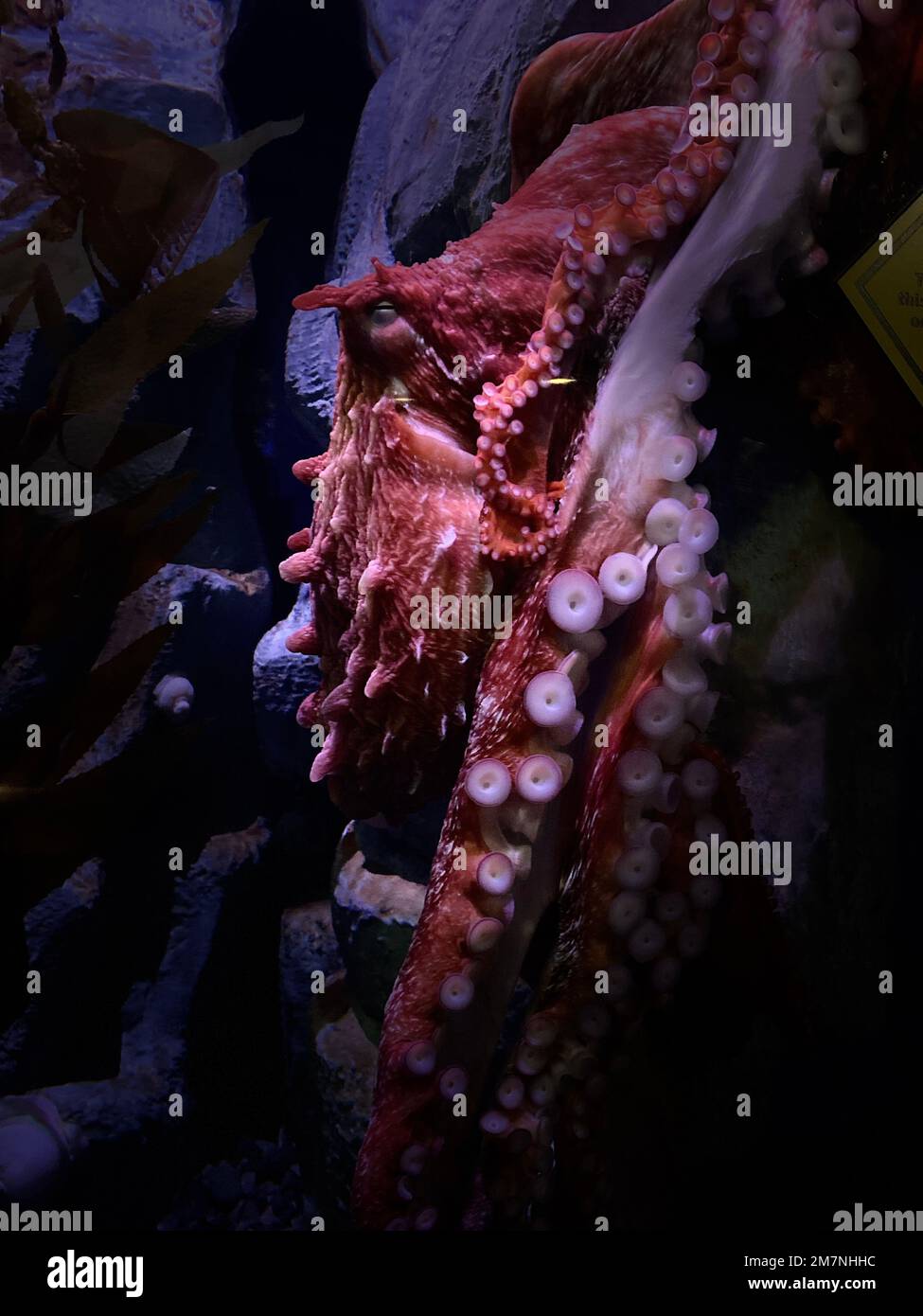 A vertical shot of an underwater Giant Pacific octopus in the dark ...