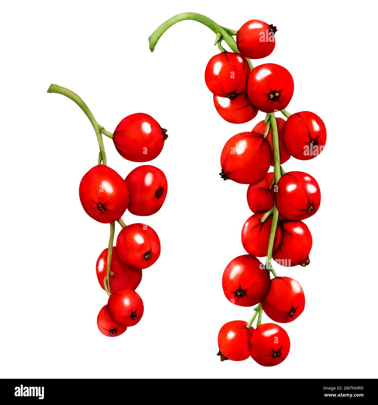 Watercolor set of red currant berries isolated on white background ...