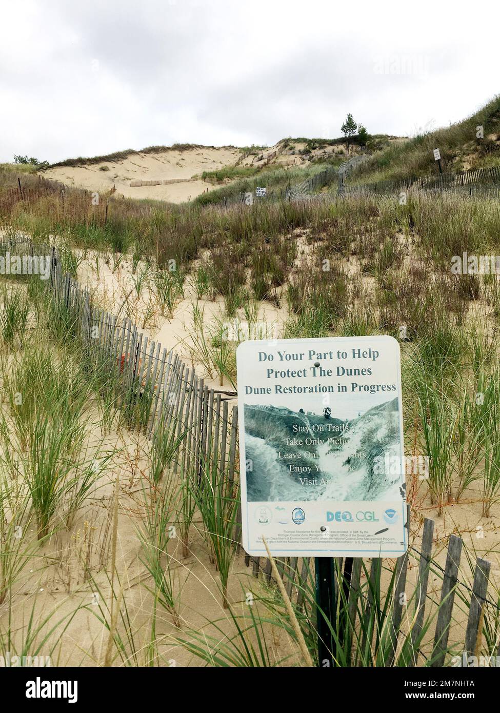 Sand dune restoration project in Michigan along Lake Michigan coast ...