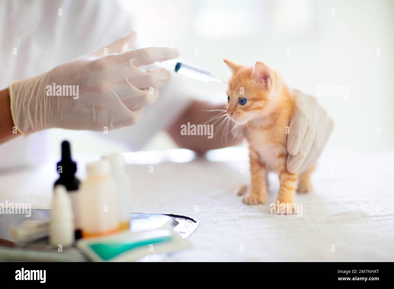 Kitten at vet clinic. Little baby cat at checkup and vaccination ...