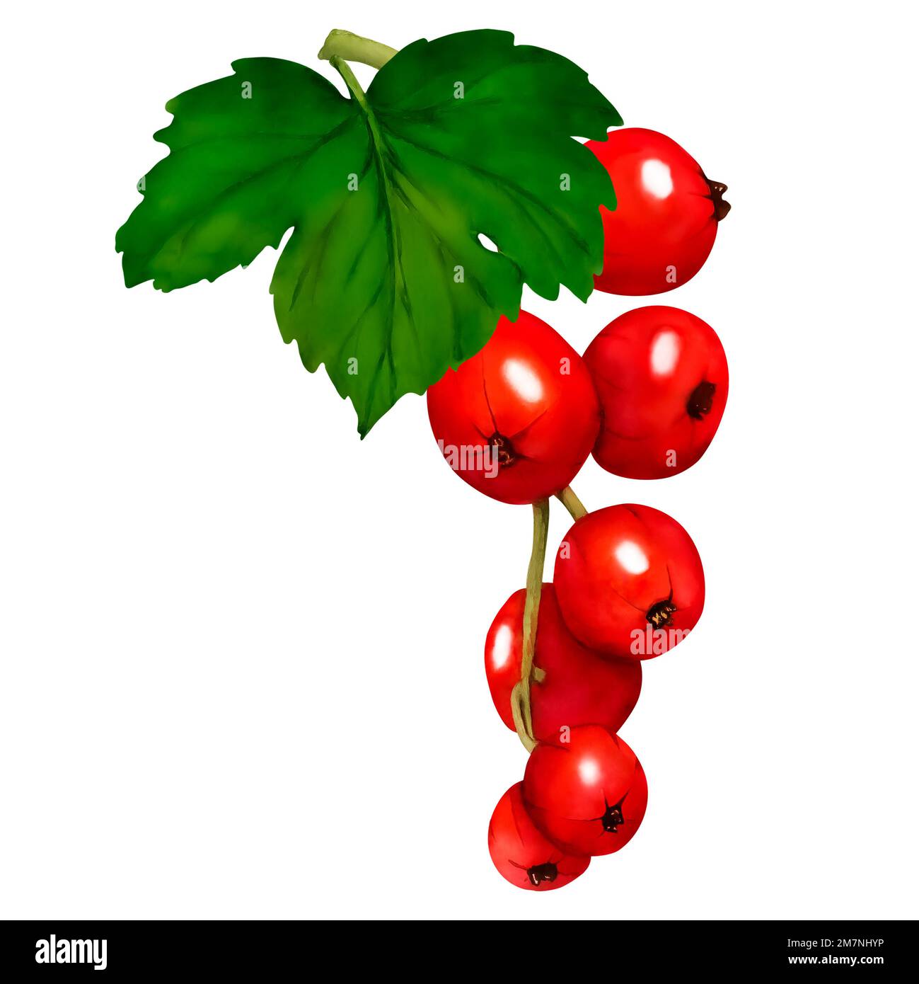Watercolor set of red currant berries isolated on white background ...