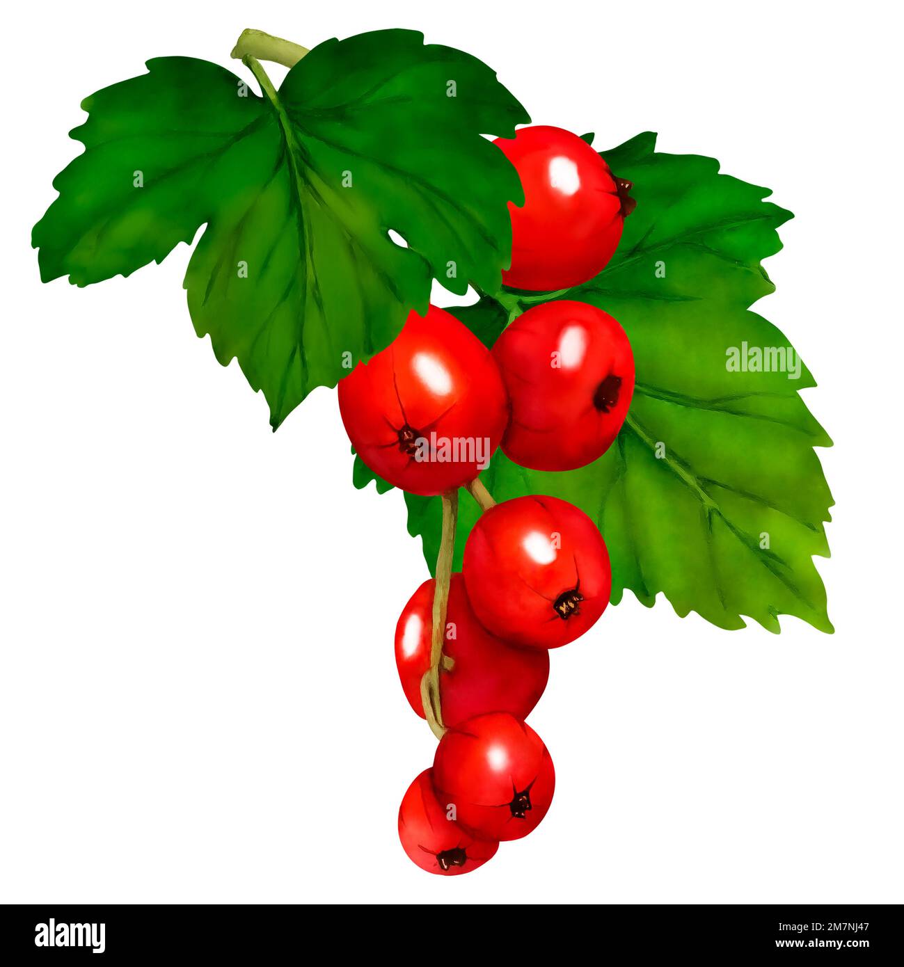 Watercolor set of red currant berries isolated on white background ...