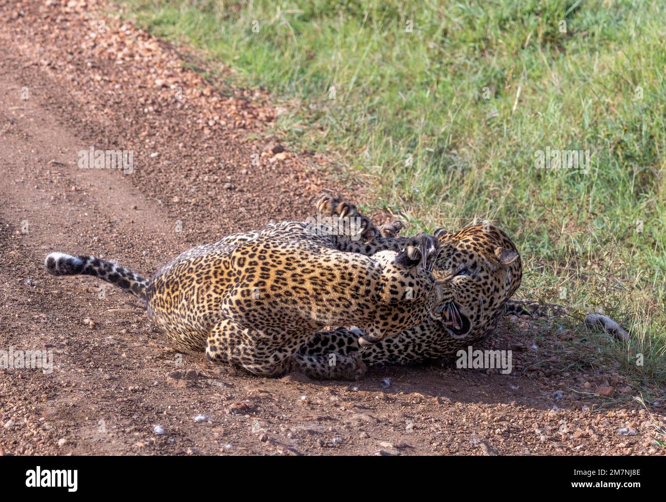 male leopard biting another's face in fight over territory, Masai Mara ...