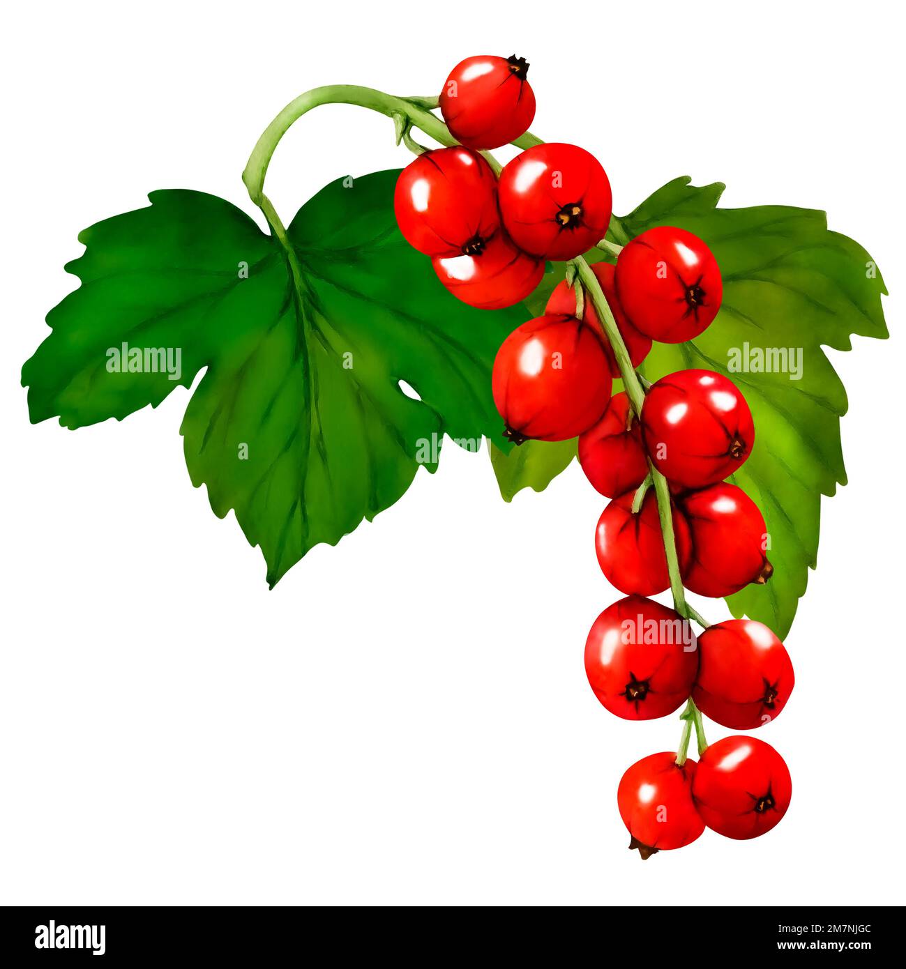 Watercolor set of red currant berries isolated on white background ...
