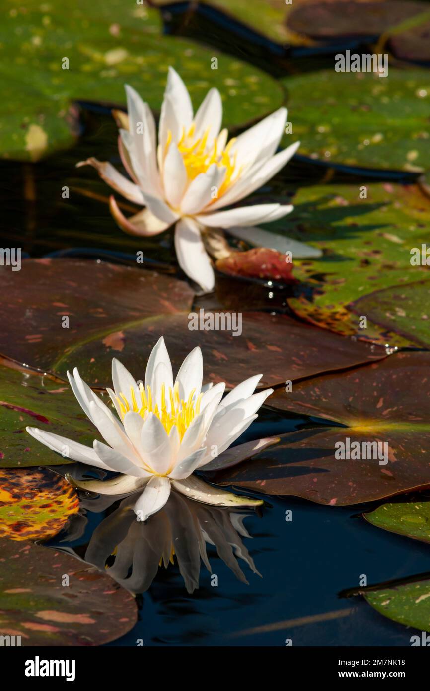 Water Lily at the Pond Brooklyn Botanic Garden Stock Photo - Alamy