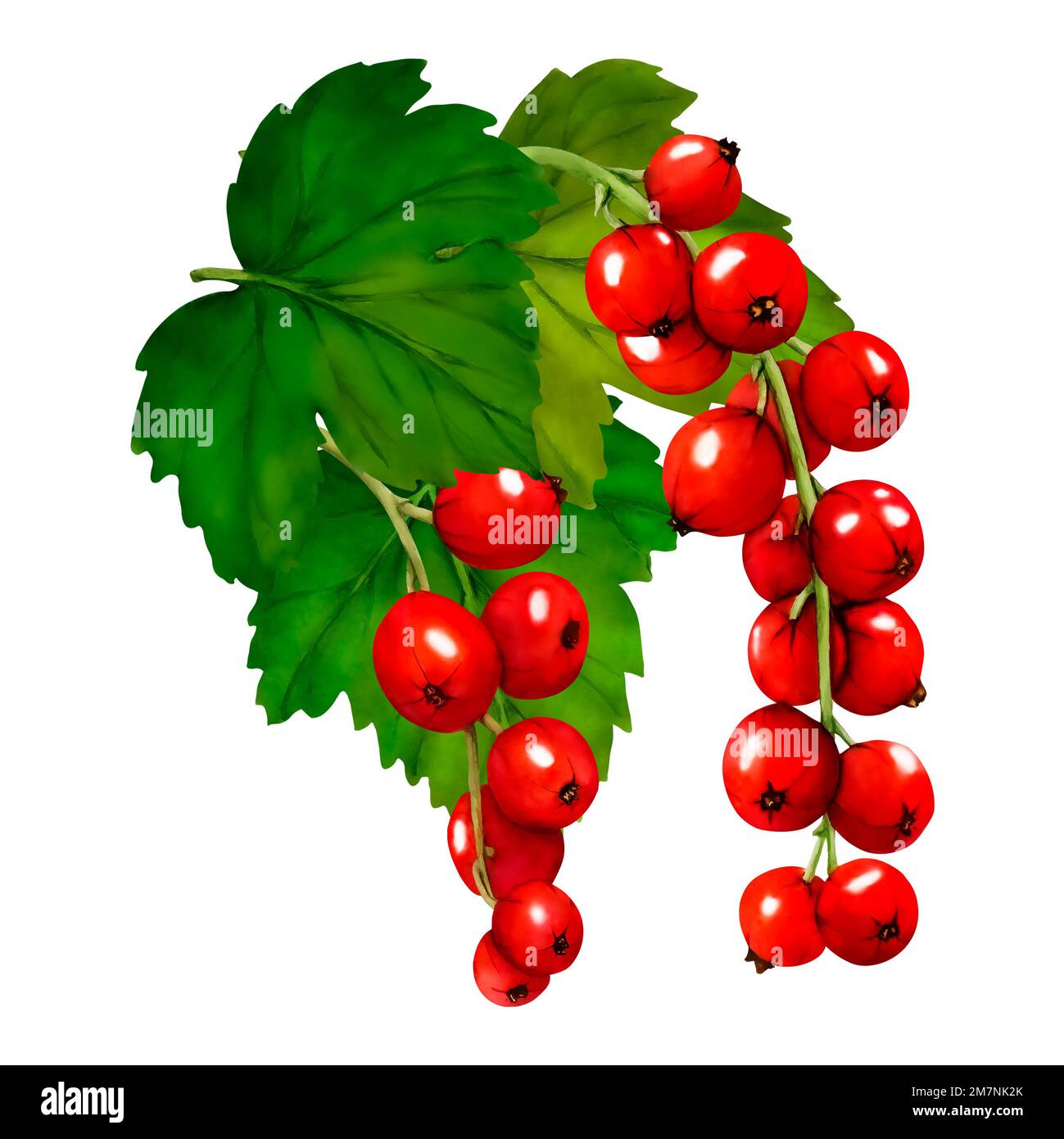 Watercolor set of red currant berries isolated on white background ...