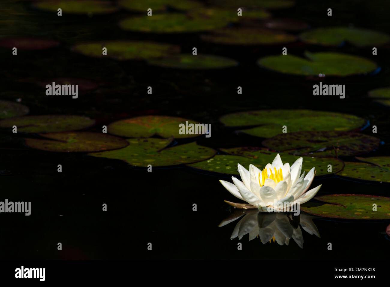 Water Lily at the Pond Brooklyn Botanic Garden Stock Photo - Alamy