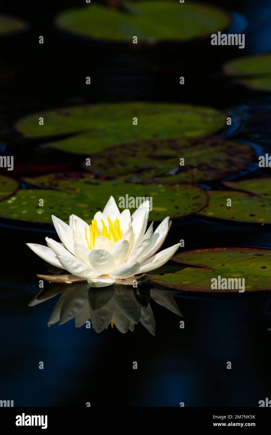 Water Lily at the Pond Brooklyn Botanic Garden Stock Photo - Alamy