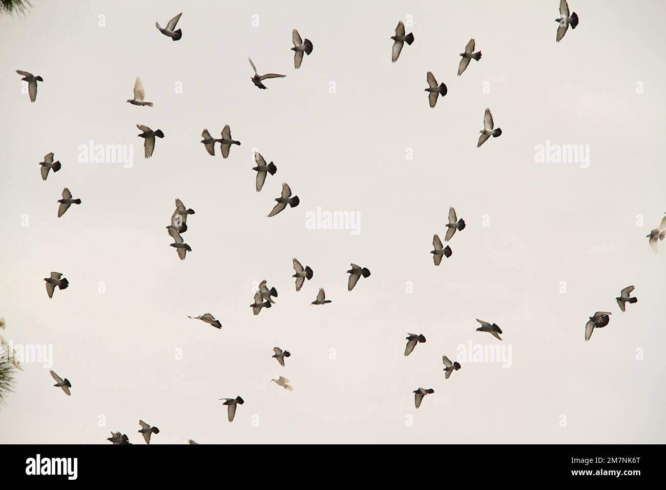 Flock of pigeons in flight Stock Photo - Alamy