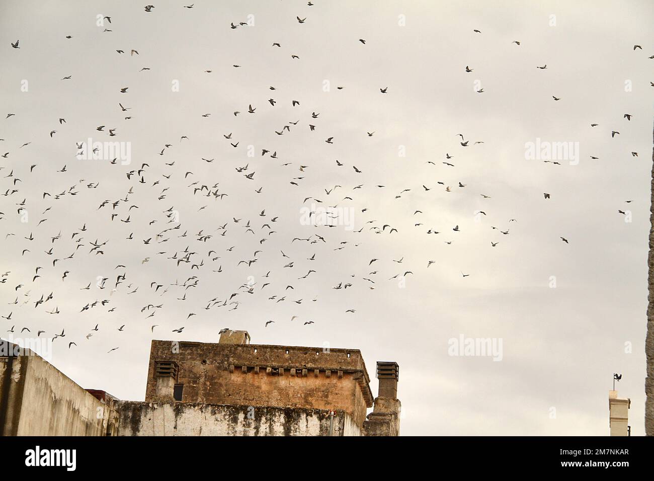 Felline, Italy. Flock of pigeons in flight over buildings in the ...