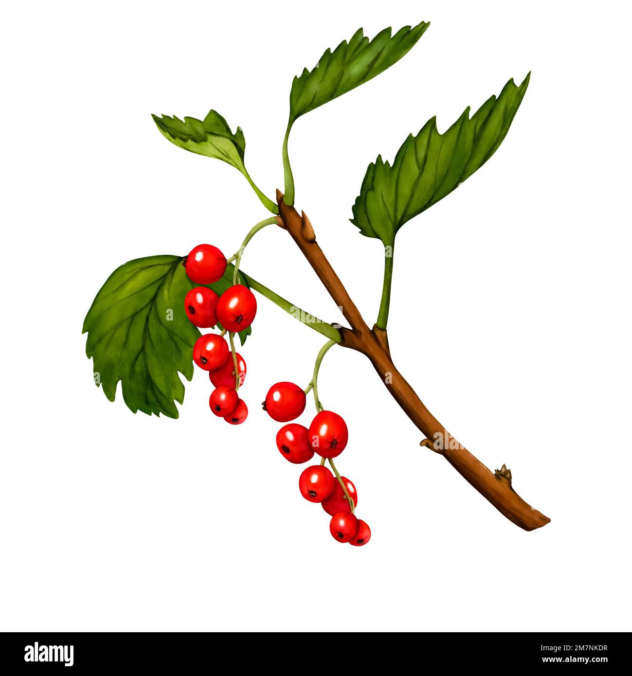 Watercolor set of red currant berries isolated on white background ...