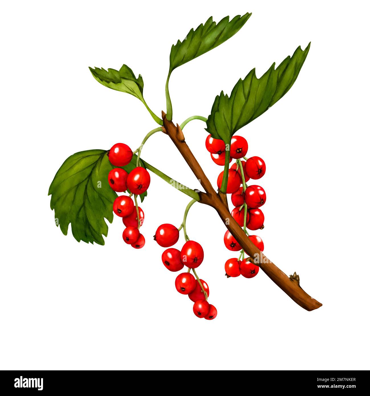 Watercolor set of red currant berries isolated on white background ...
