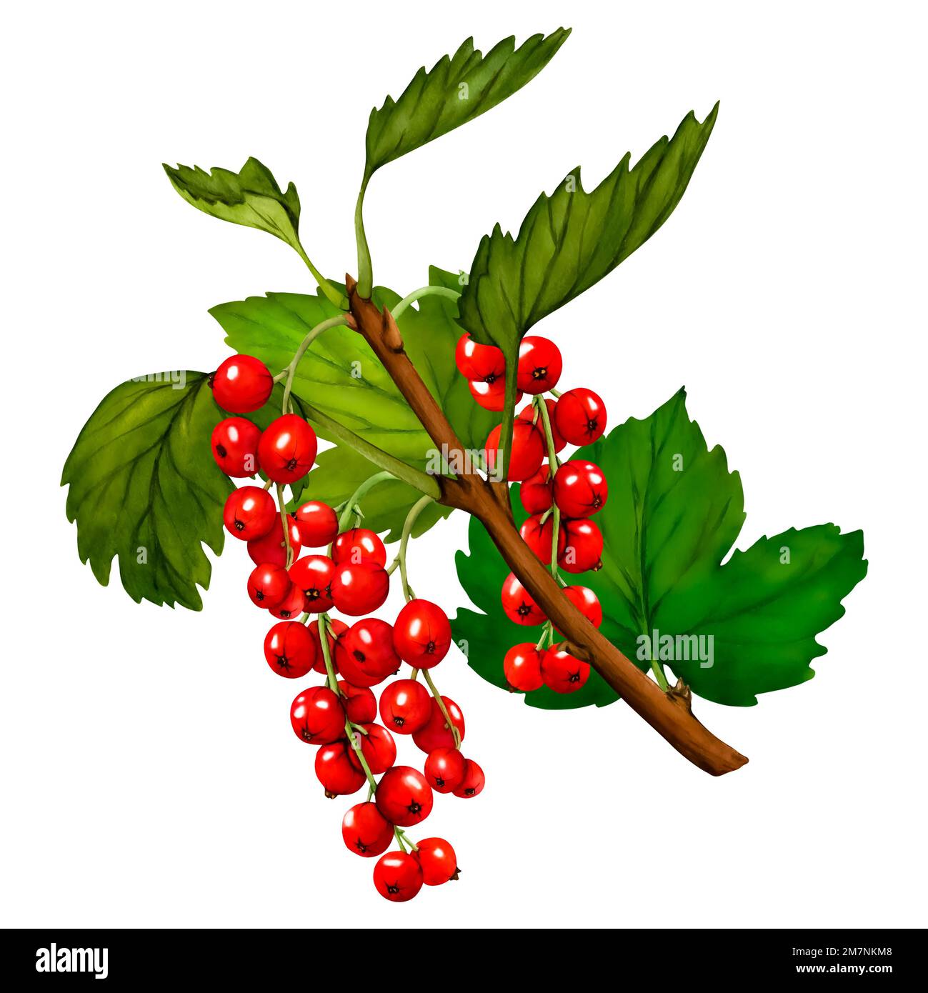 Watercolor set of red currant berries isolated on white background ...