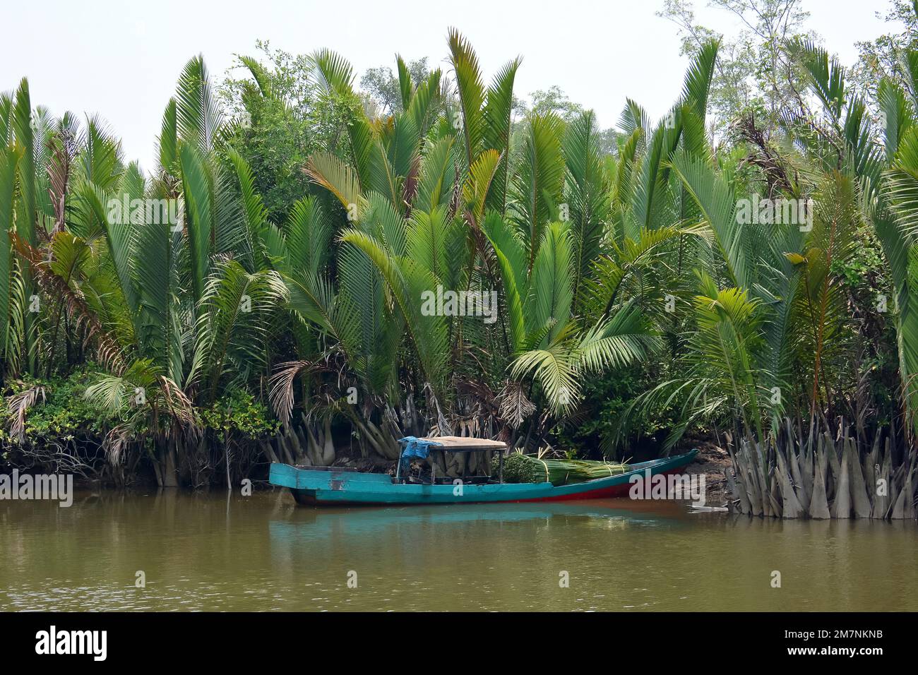 boat, Sekonyer River, swamp forest, Tanjung Puting National Park ...