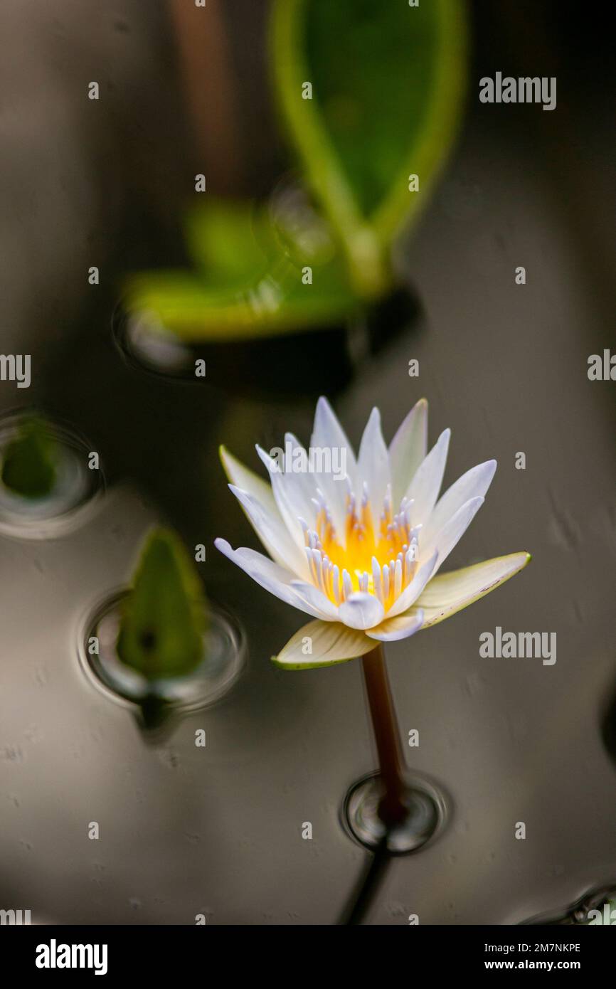 Water Lily at the Pond Brooklyn Botanic Garden Stock Photo - Alamy