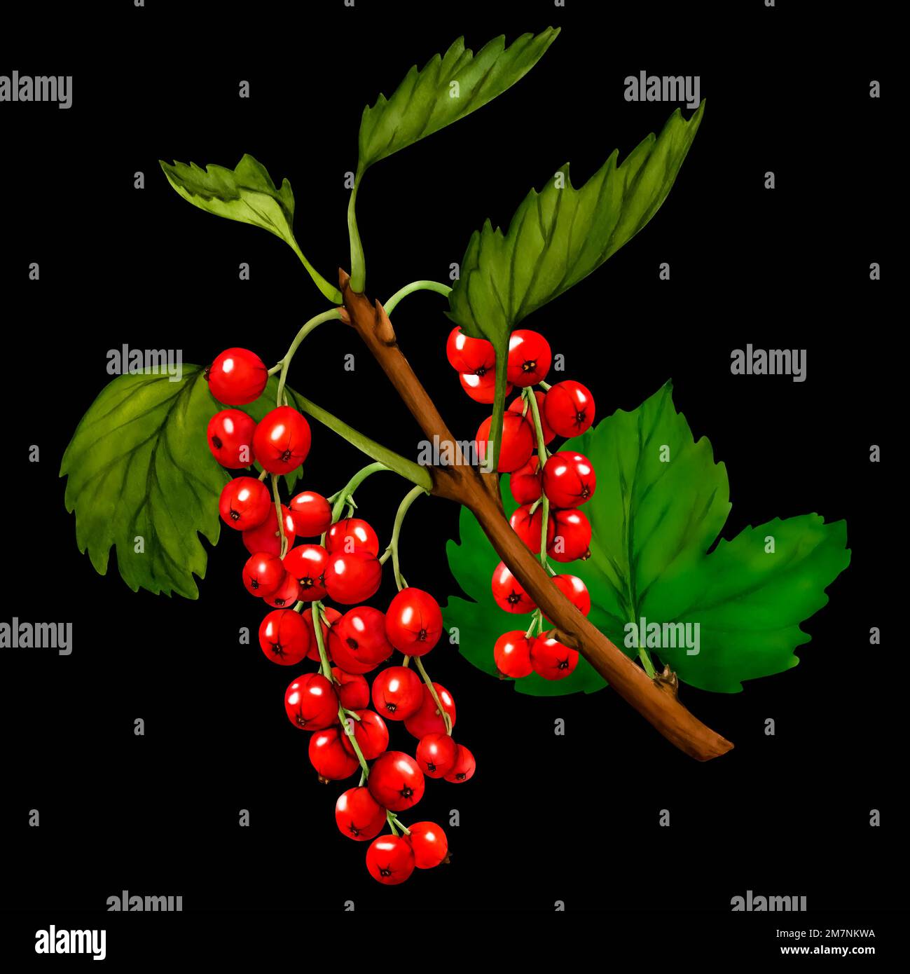 Watercolor set of red currant berries isolated on black background ...