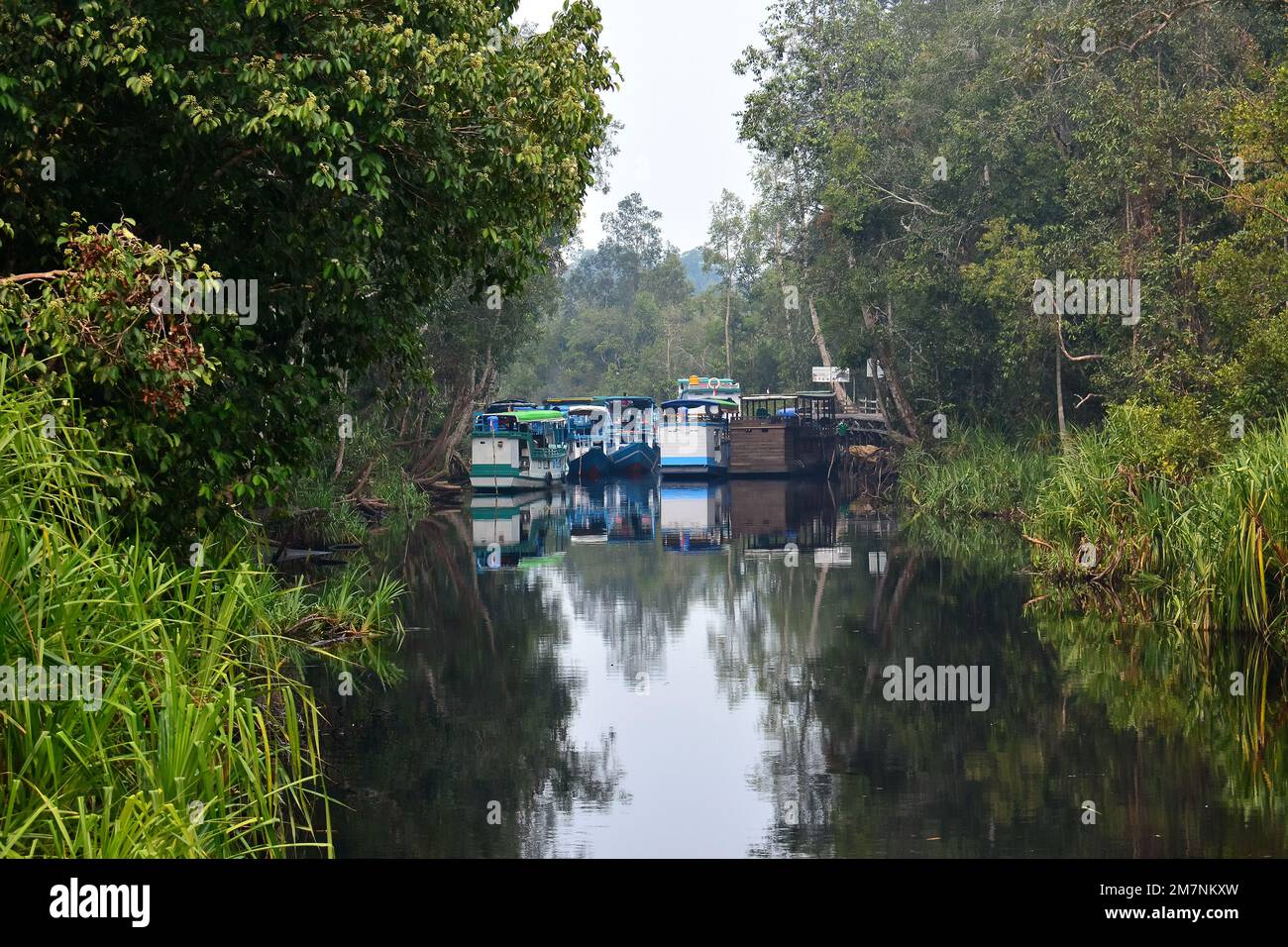 wooden klotok houseboat, Sekonyer River, swamp forest, Tanjung Puting ...