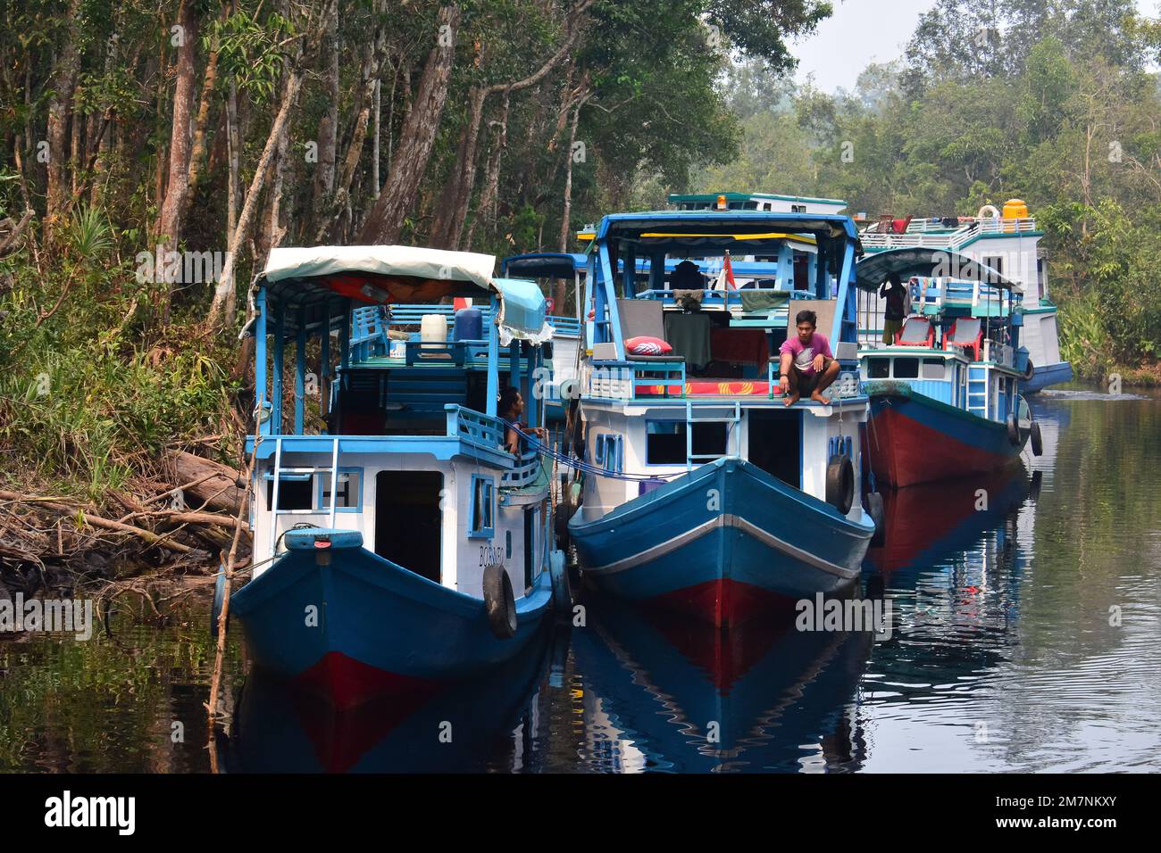 wooden klotok houseboat, Sekonyer River, swamp forest, Tanjung Puting ...