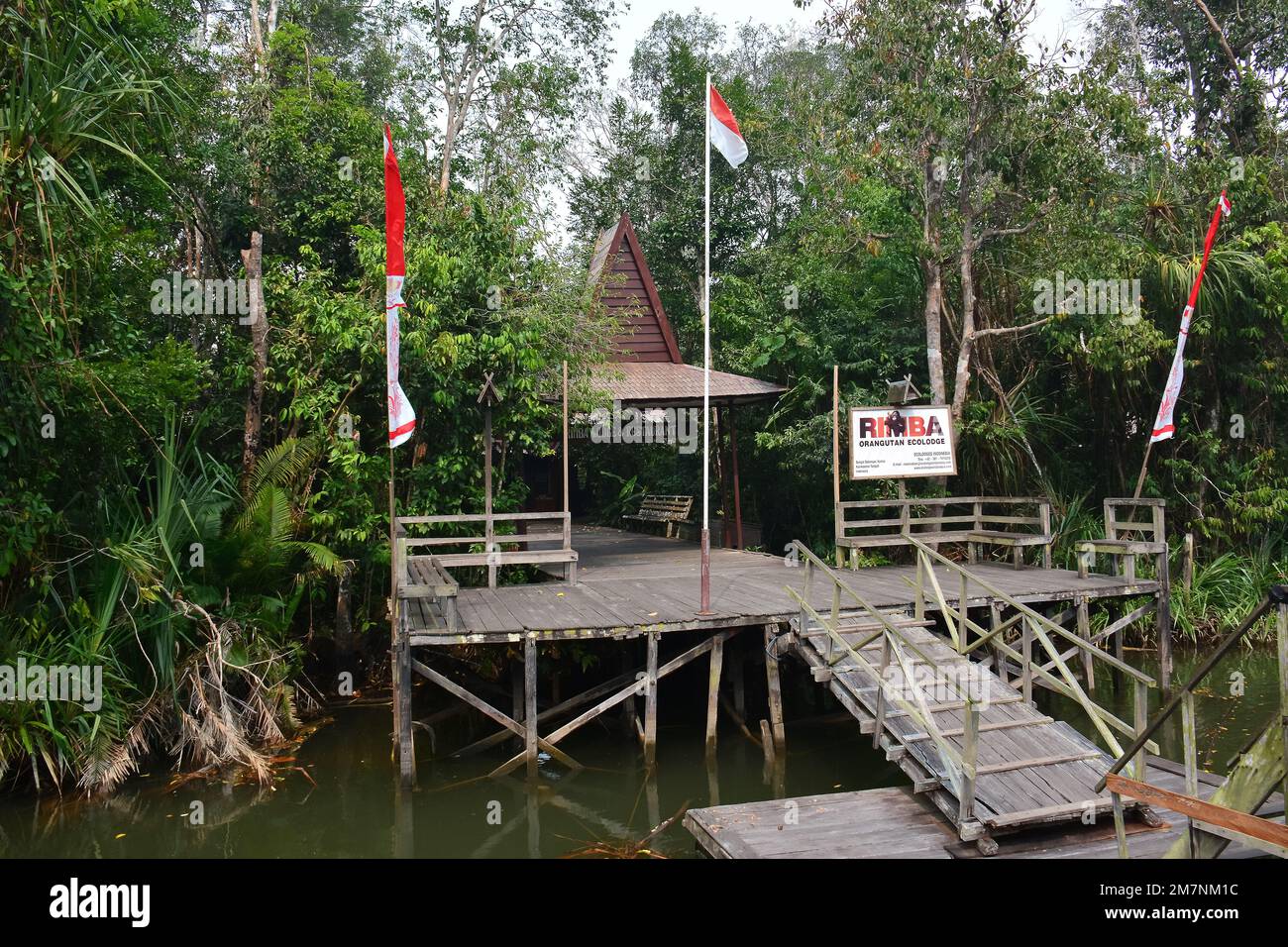 Rimba Orangutan Eco Lodge, swamp forest, Tanjung Puting National Park ...