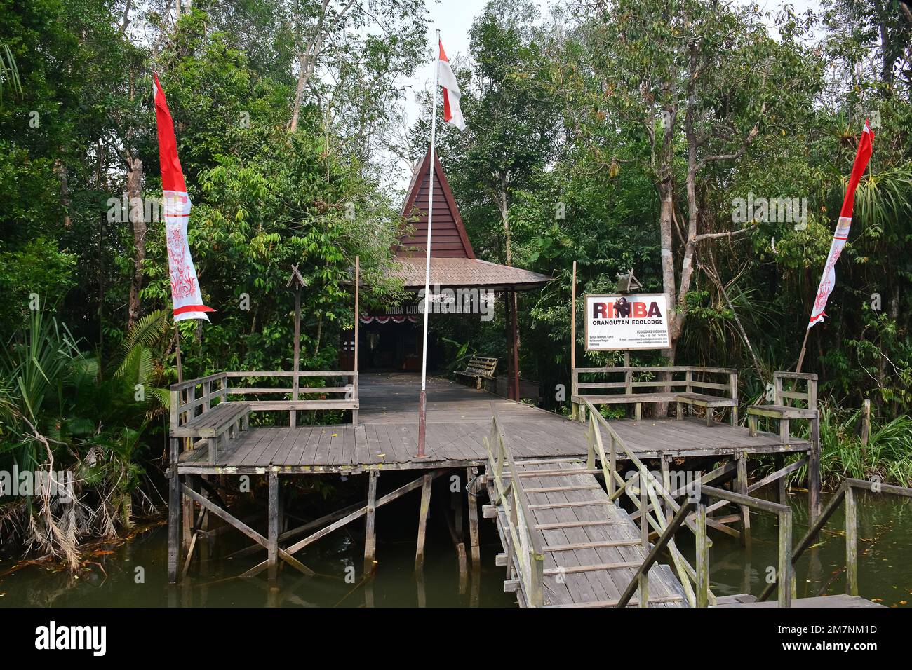 Rimba Orangutan Eco Lodge, swamp forest, Tanjung Puting National Park ...