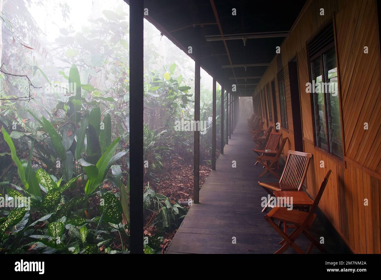 Rimba Orangutan Eco Lodge, swamp forest, Tanjung Puting National Park ...