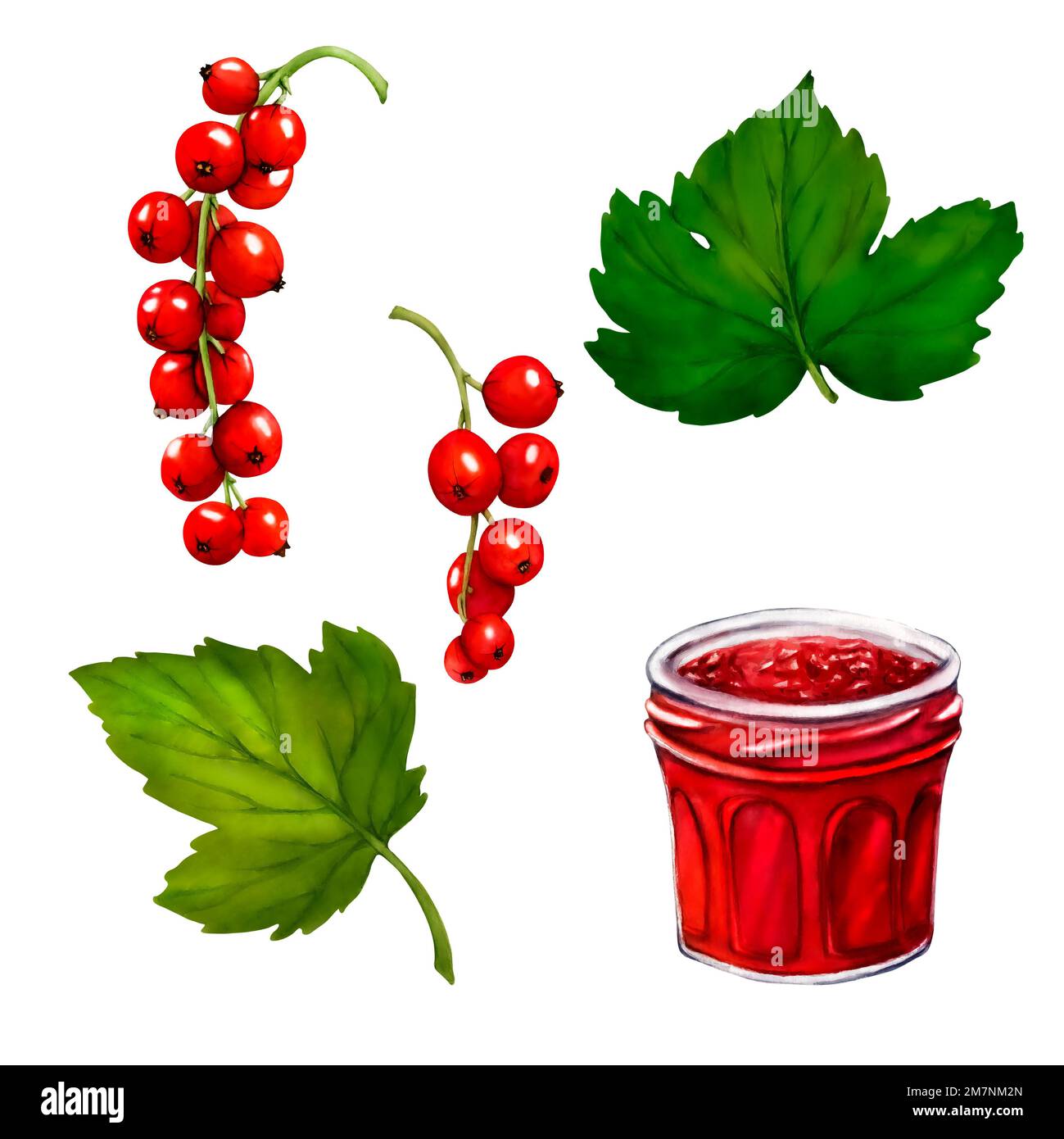 Watercolor set of red ripe currant berries isolated on white background ...