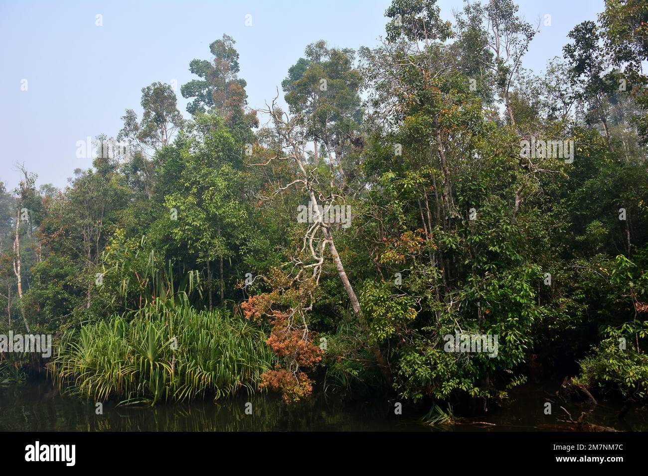 swamp forest, Tanjung Puting National Park, Kalimantan, Borneo island ...