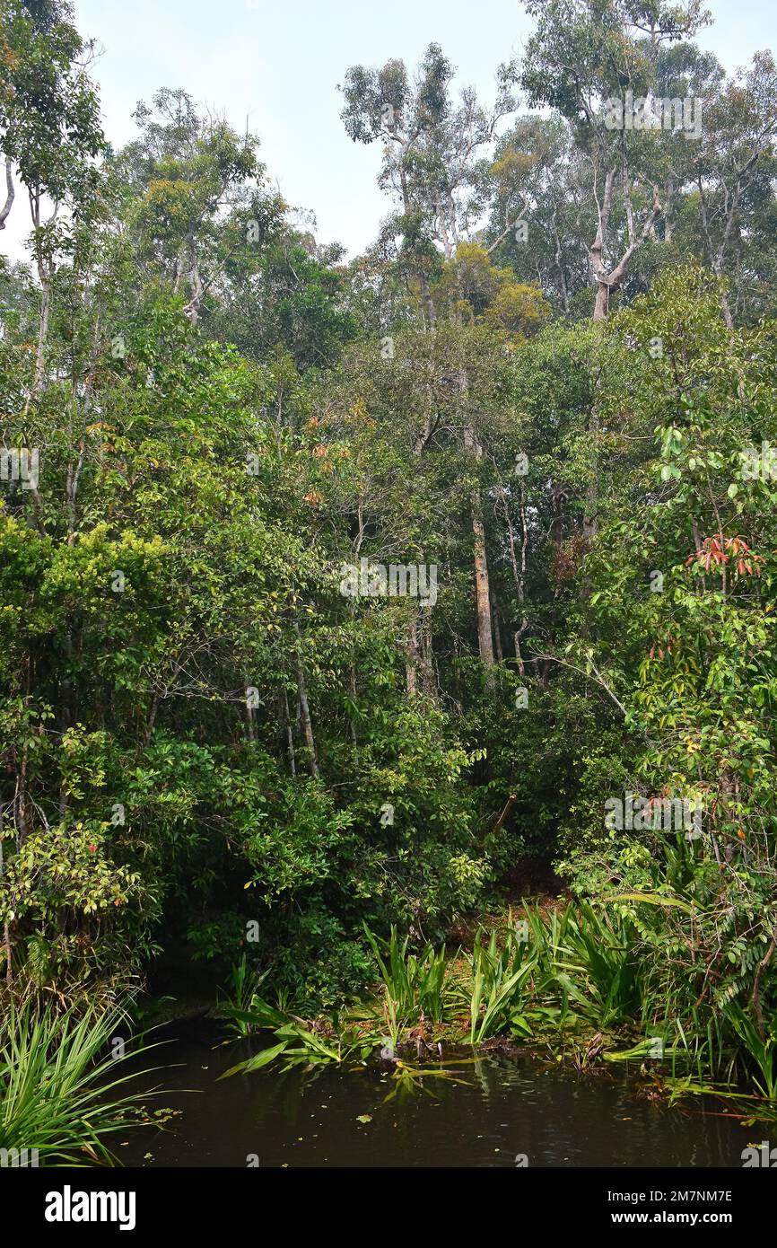 swamp forest, Tanjung Puting National Park, Kalimantan, Borneo island ...