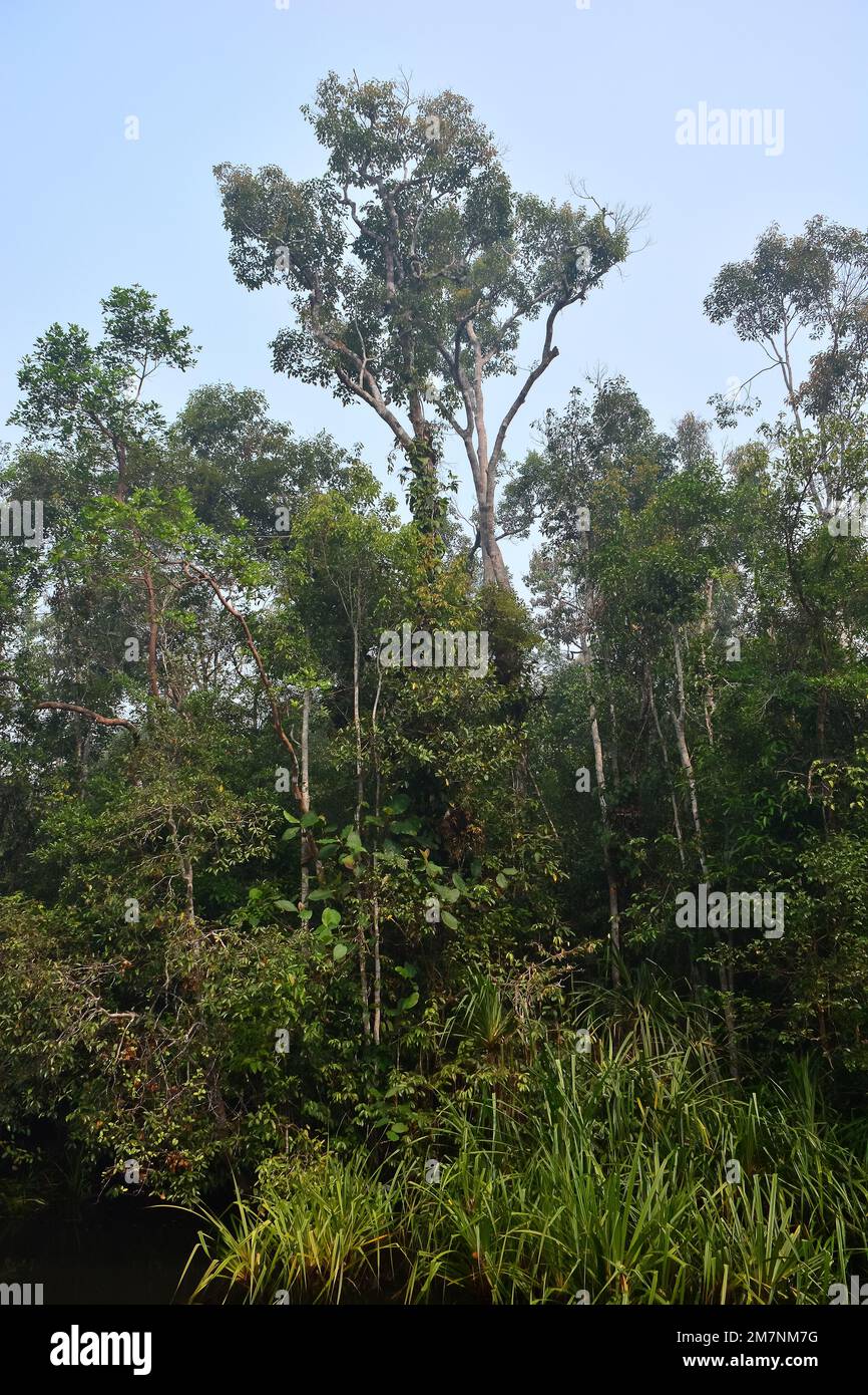 swamp forest, Tanjung Puting National Park, Kalimantan, Borneo island ...