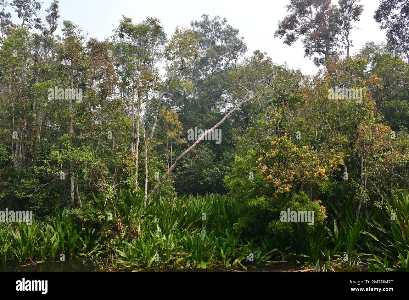 swamp forest, Tanjung Puting National Park, Kalimantan, Borneo island ...