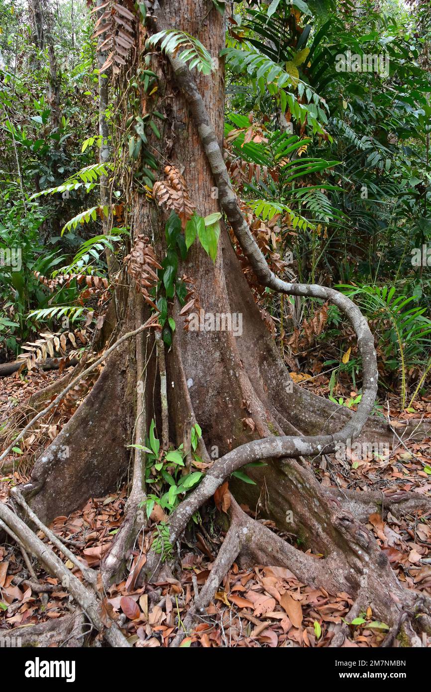 swamp forest, Tanjung Puting National Park, Kalimantan, Borneo island ...