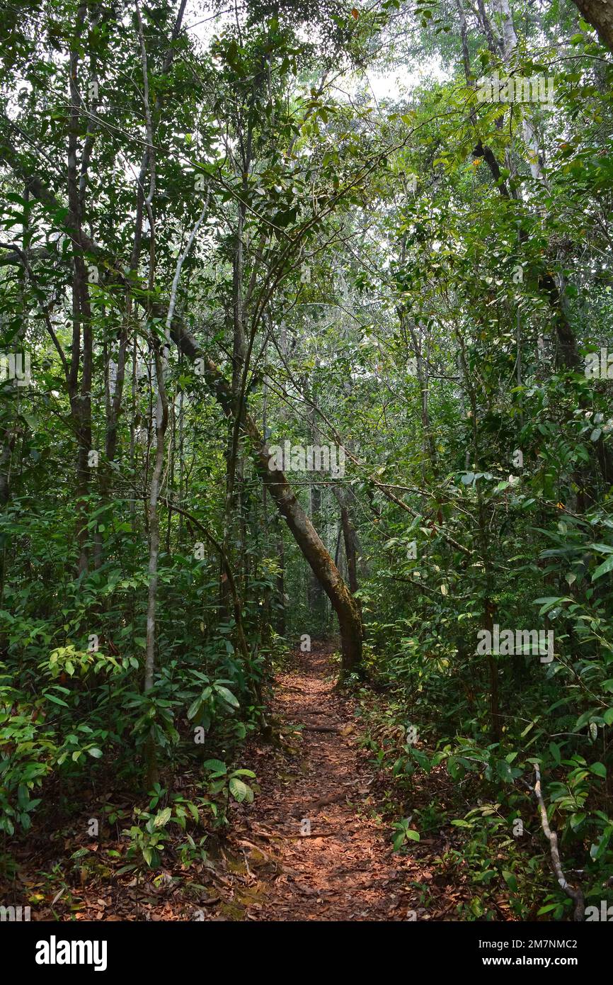 swamp forest, Tanjung Puting National Park, Kalimantan, Borneo island ...