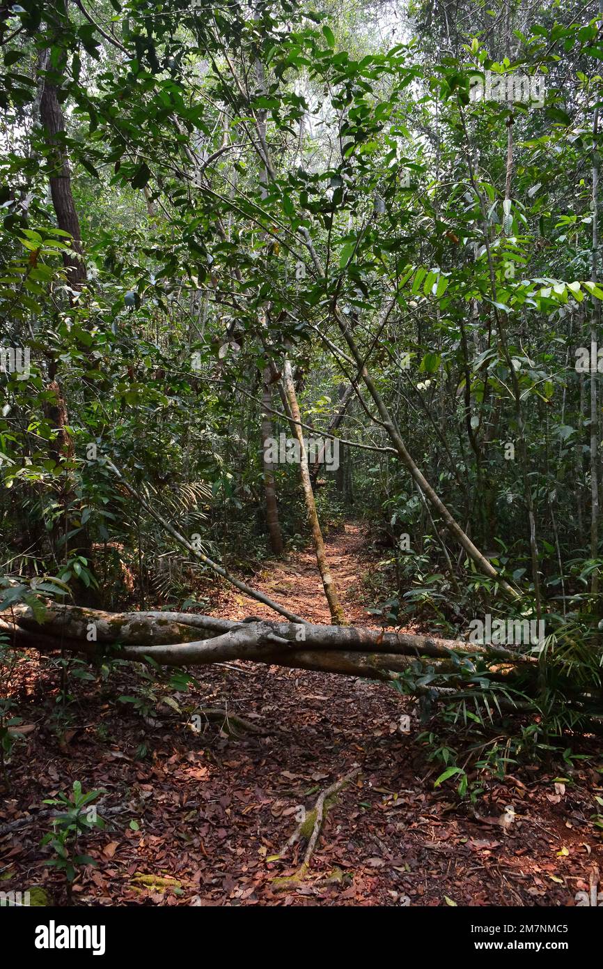 swamp forest, Tanjung Puting National Park, Kalimantan, Borneo island ...