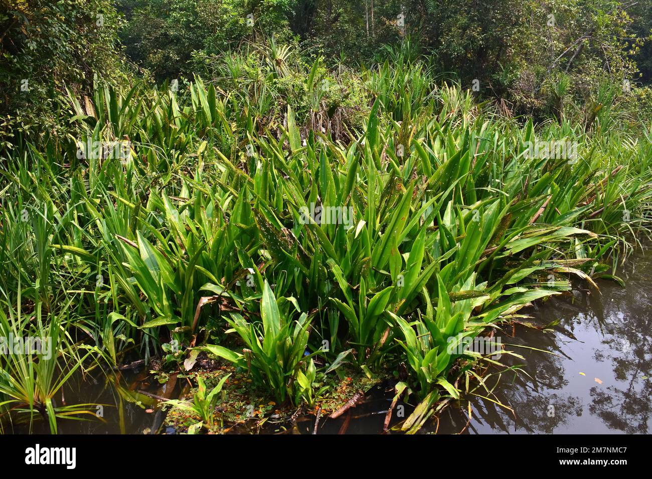swamp forest, Tanjung Puting National Park, Kalimantan, Borneo island ...