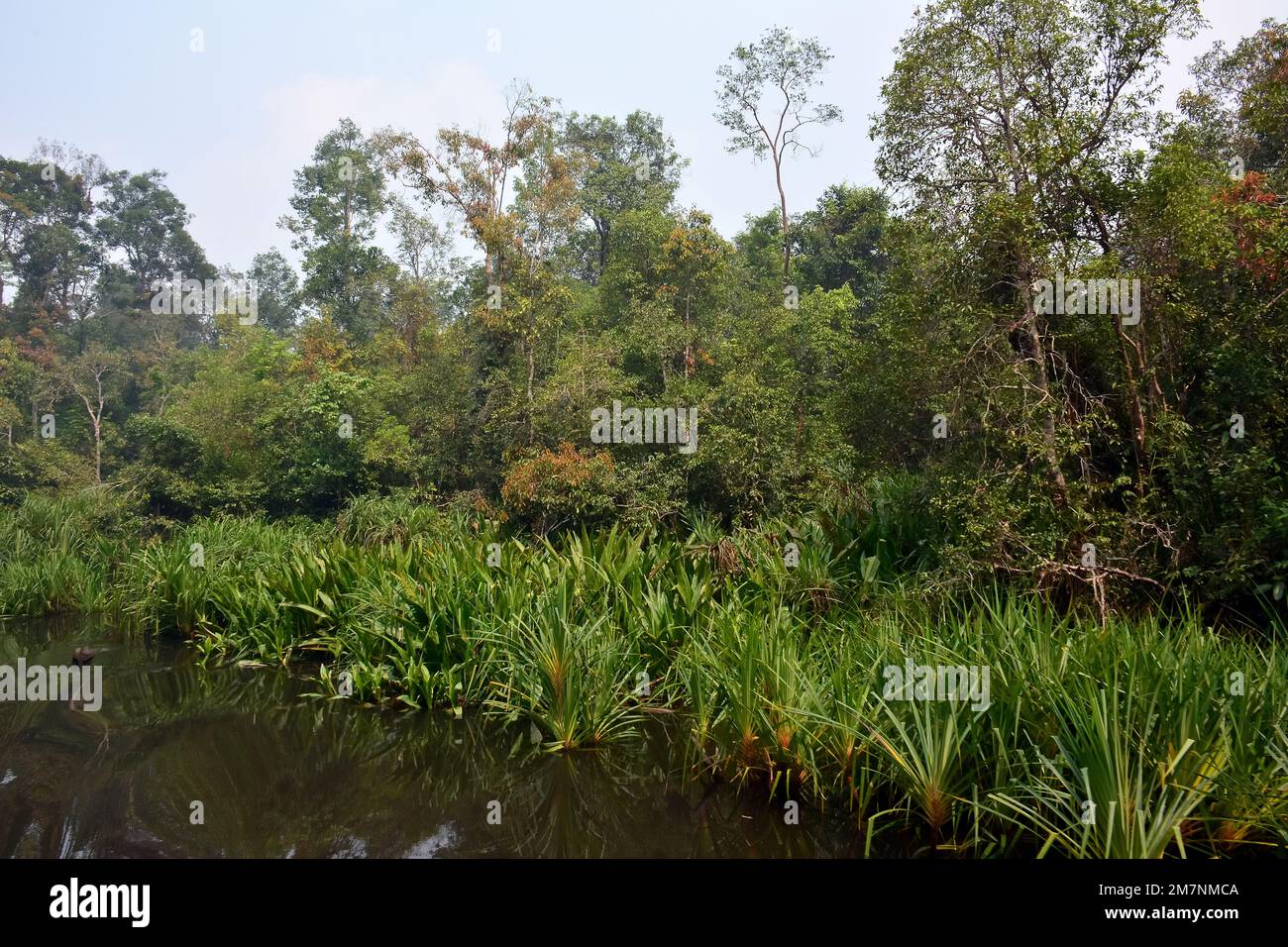 Sekonyer River, swamp forest, Tanjung Puting National Park, Kalimantan ...