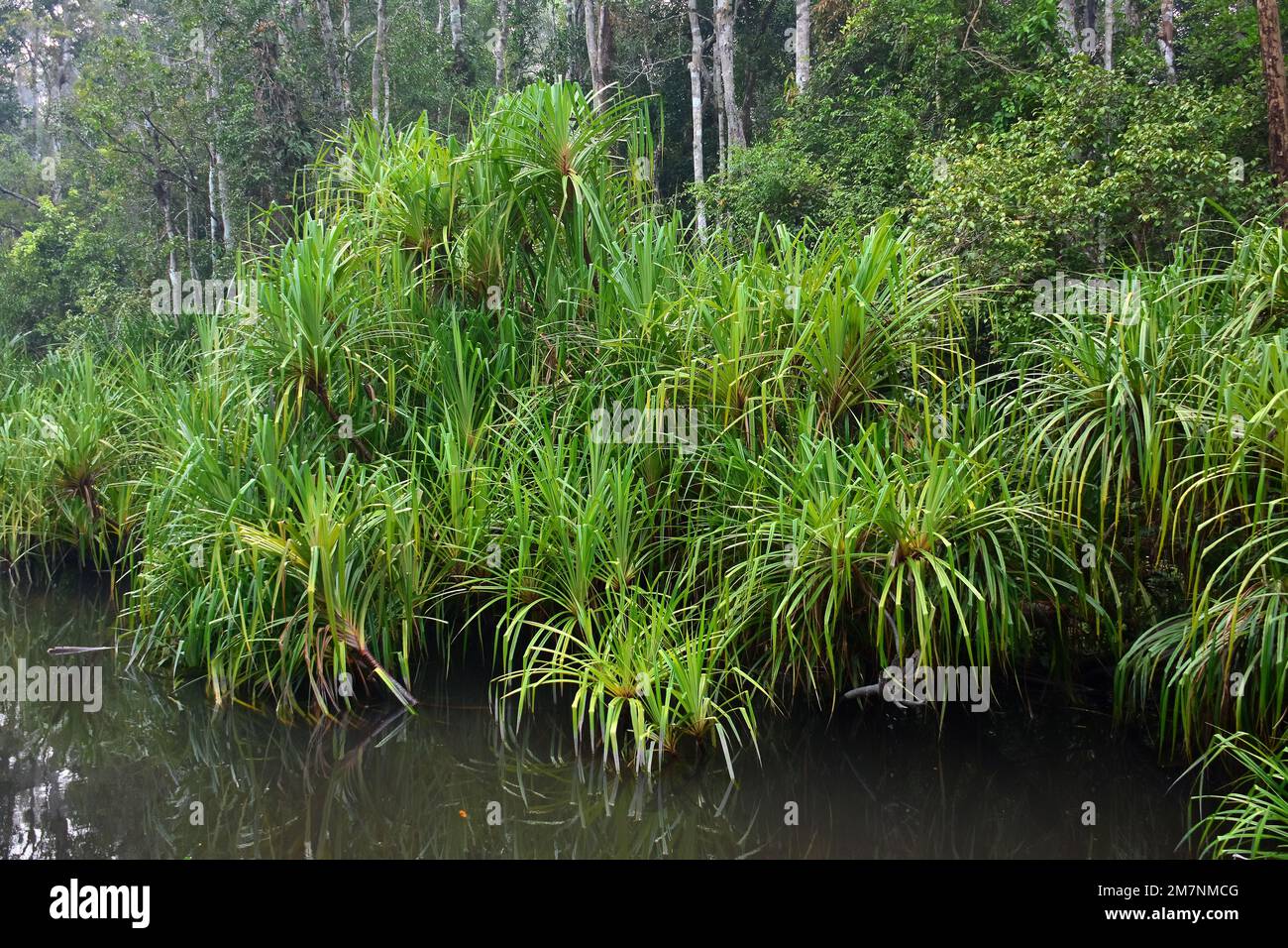 Sekonyer River, swamp forest, Tanjung Puting National Park, Kalimantan ...