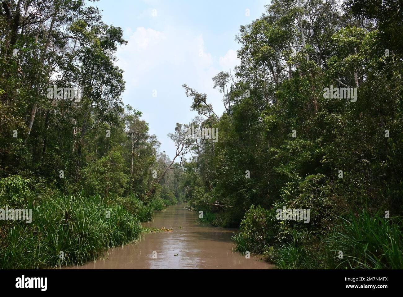 Sekonyer River, swamp forest, Tanjung Puting National Park, Kalimantan ...