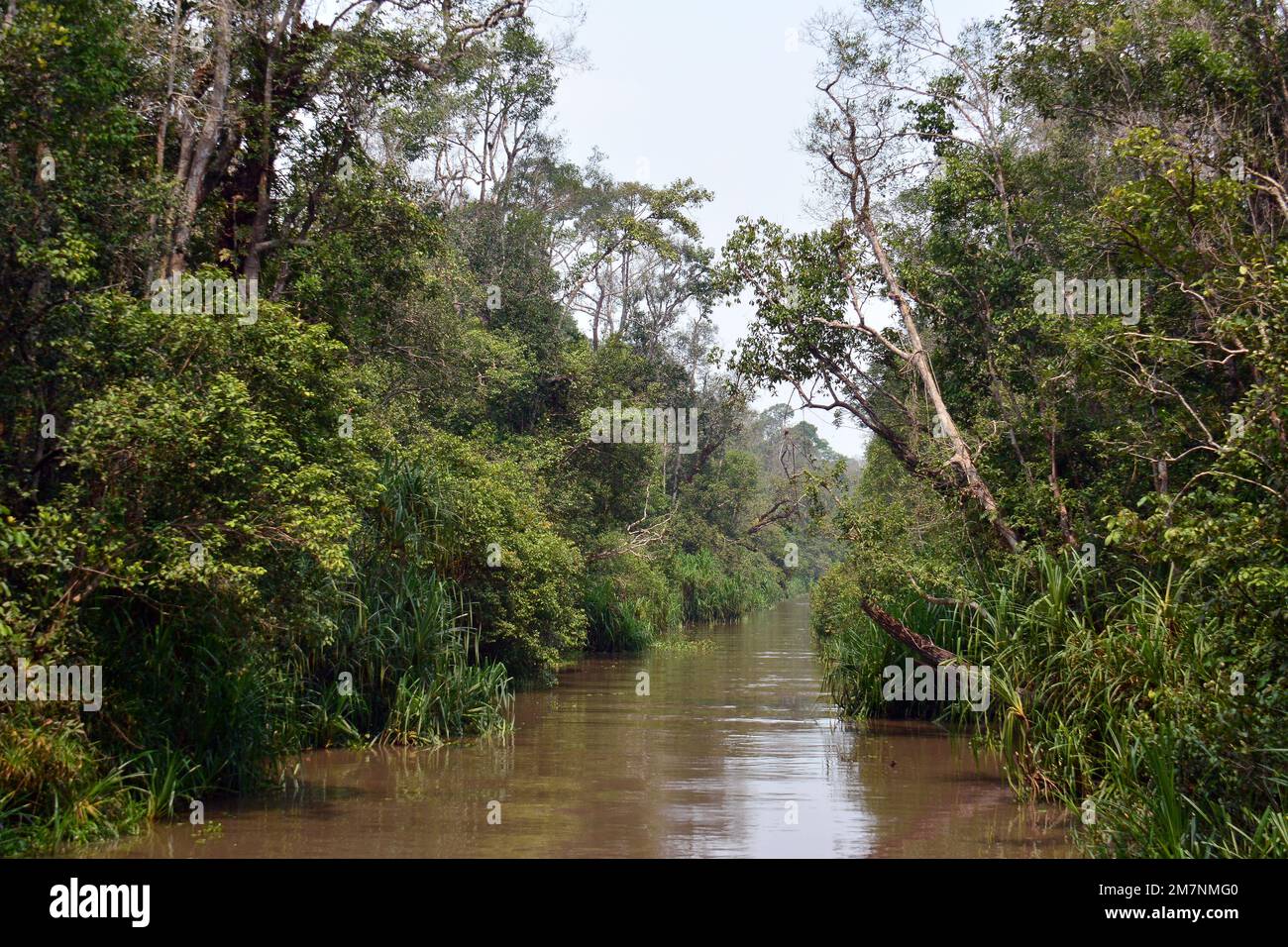Sekonyer River, swamp forest, Tanjung Puting National Park, Kalimantan ...