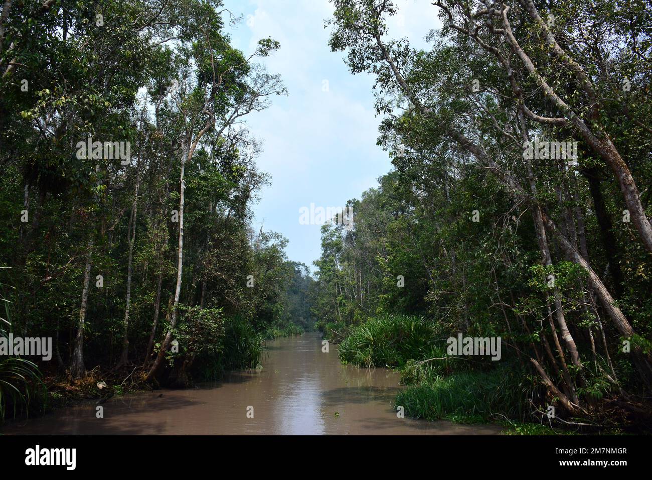 Sekonyer River, swamp forest, Tanjung Puting National Park, Kalimantan ...
