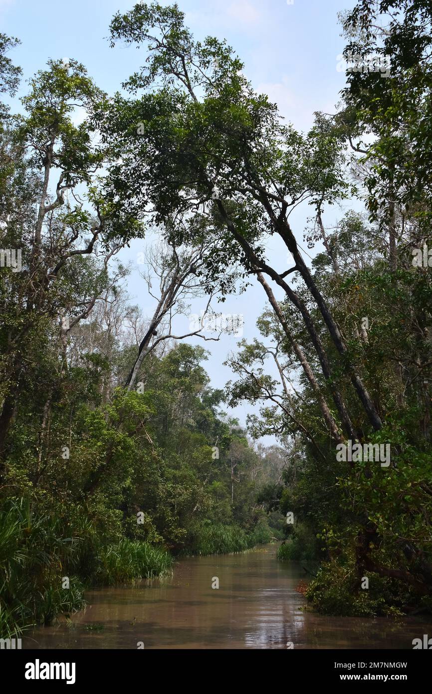 Sekonyer River, swamp forest, Tanjung Puting National Park, Kalimantan ...