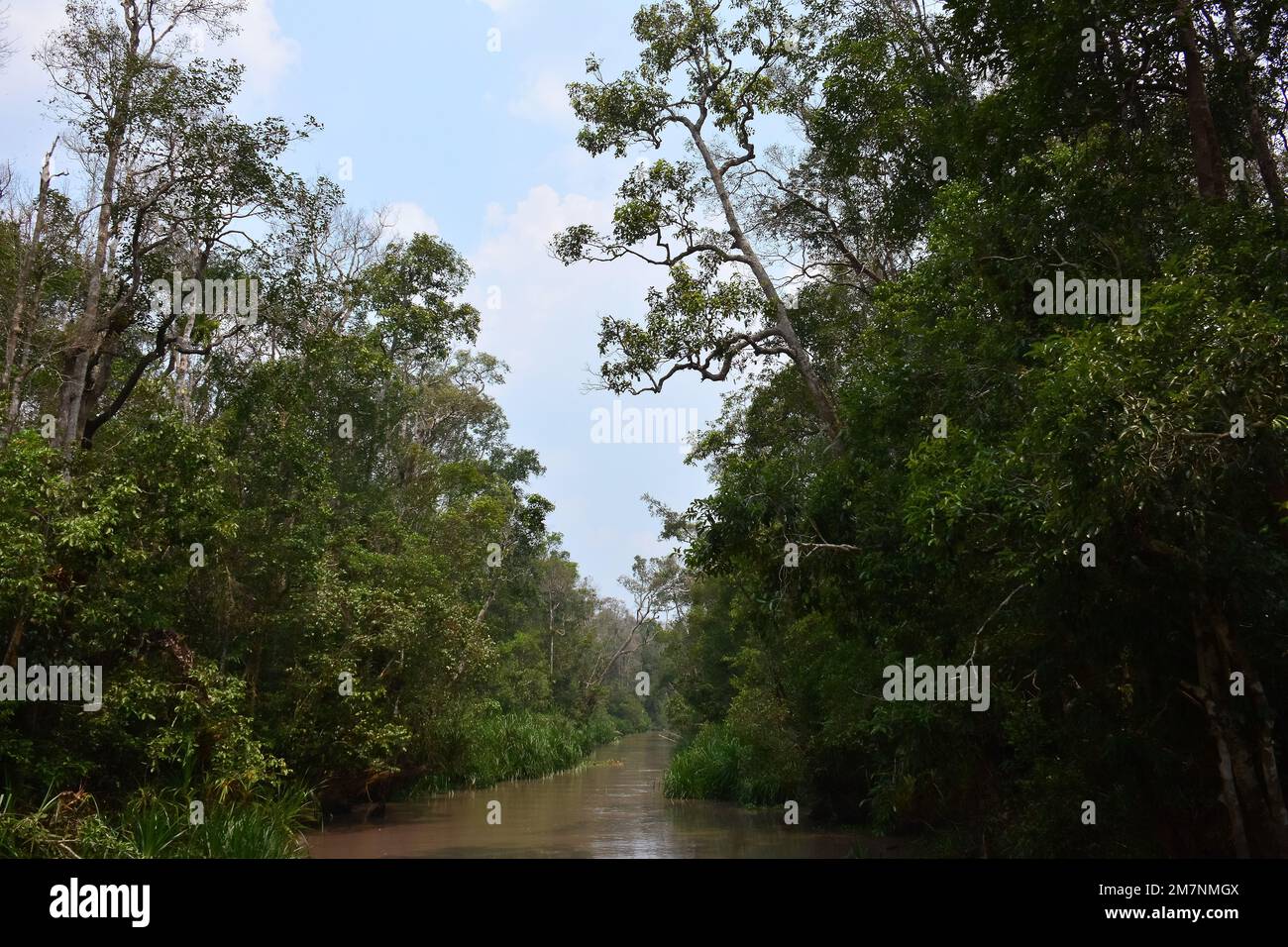 Sekonyer River, swamp forest, Tanjung Puting National Park, Kalimantan ...