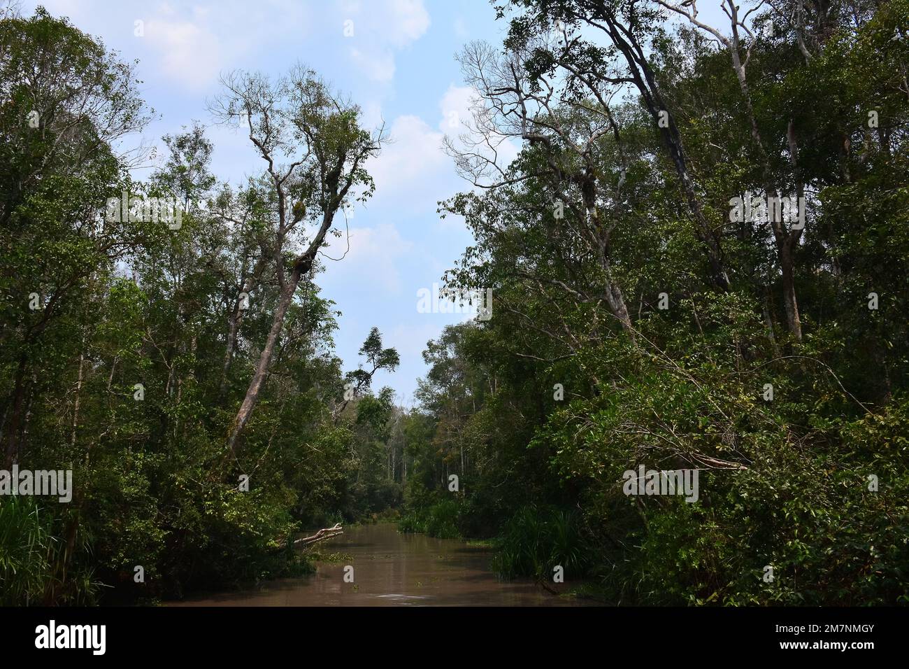 Sekonyer River, swamp forest, Tanjung Puting National Park, Kalimantan ...