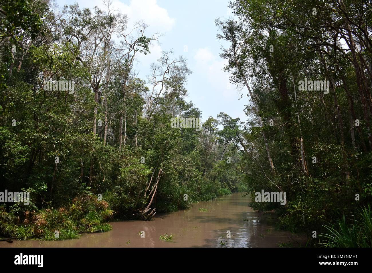Sekonyer River, swamp forest, Tanjung Puting National Park, Kalimantan ...
