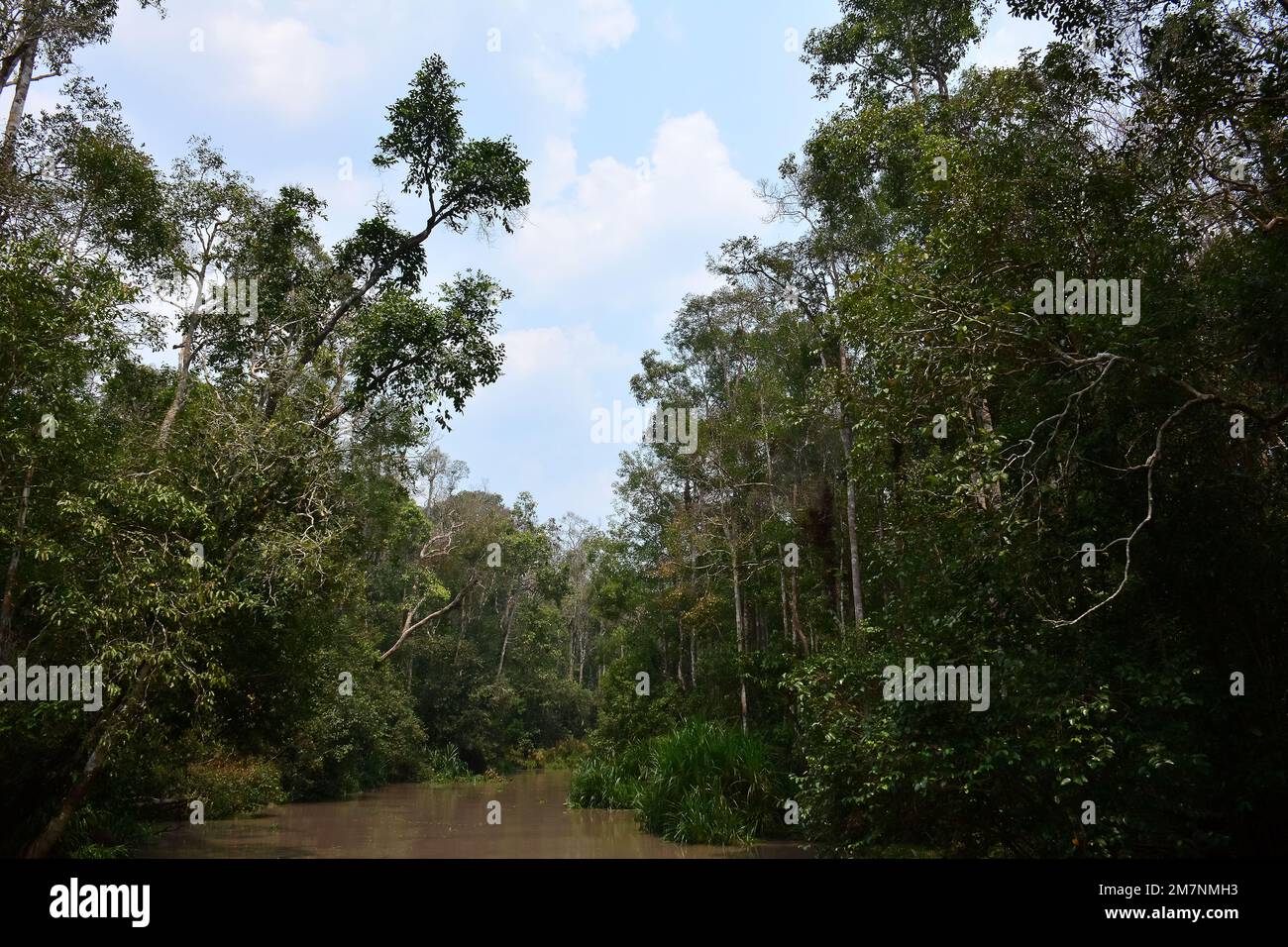 Sekonyer River, swamp forest, Tanjung Puting National Park, Kalimantan ...