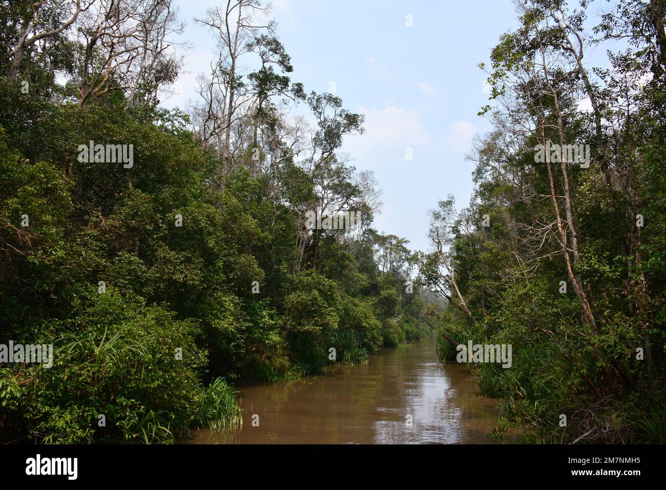 Sekonyer River, swamp forest, Tanjung Puting National Park, Kalimantan ...