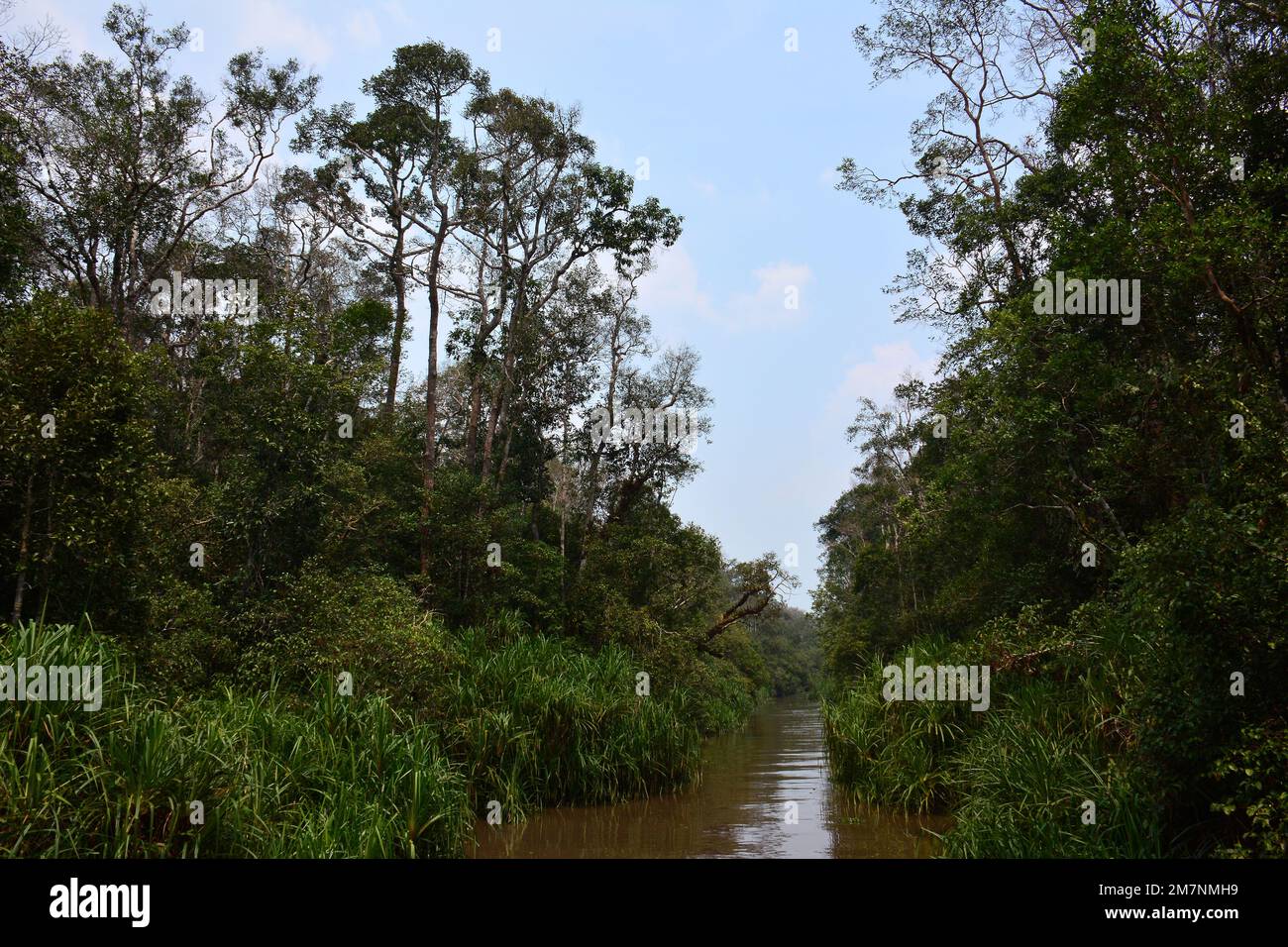 Sekonyer River, swamp forest, Tanjung Puting National Park, Kalimantan ...