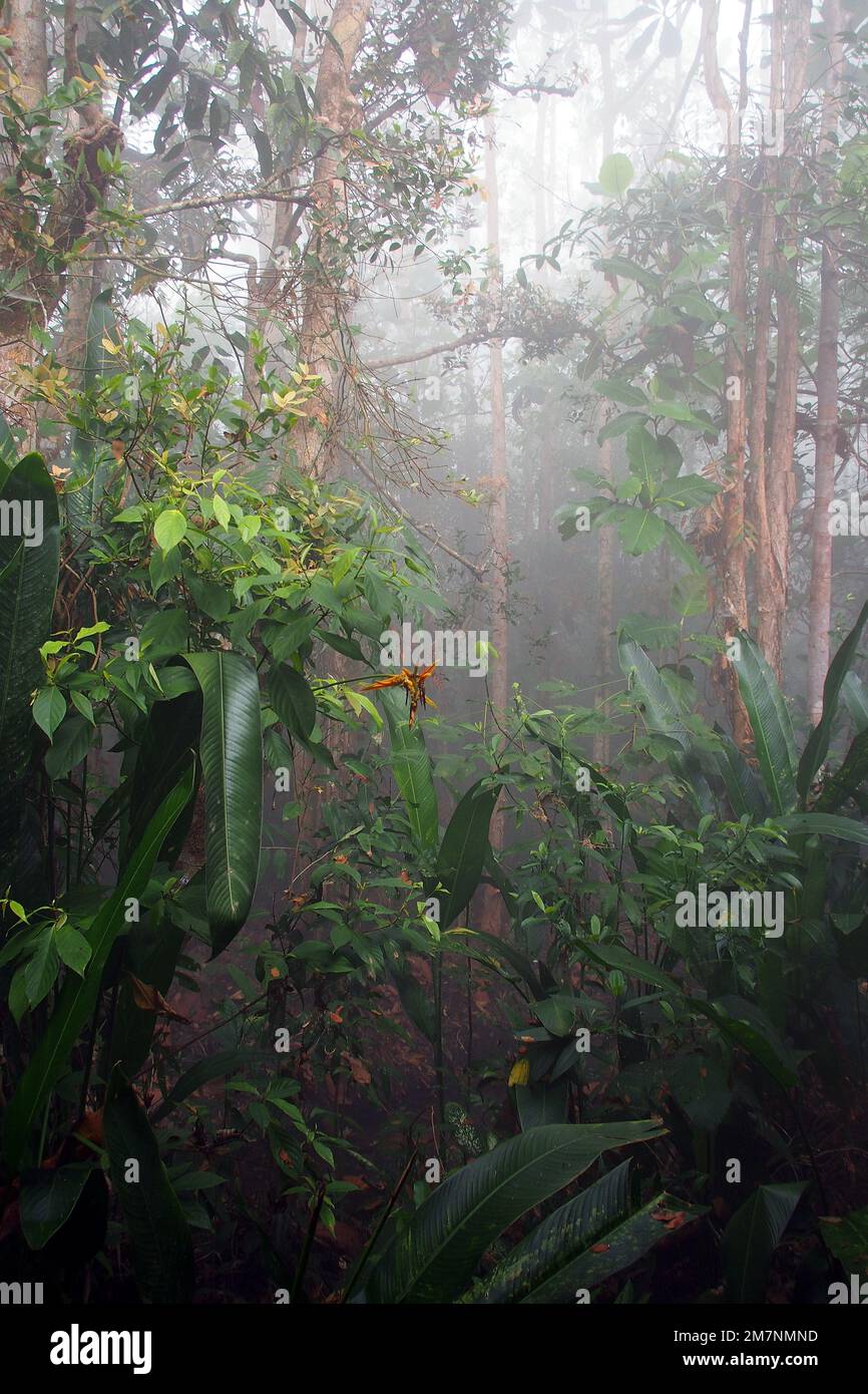 swamp forest, Tanjung Puting National Park, Kalimantan, Borneo island ...