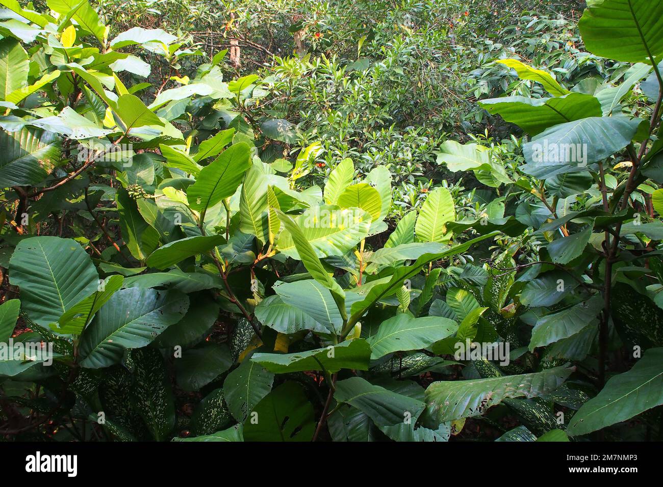 swamp forest, Tanjung Puting National Park, Kalimantan, Borneo island ...