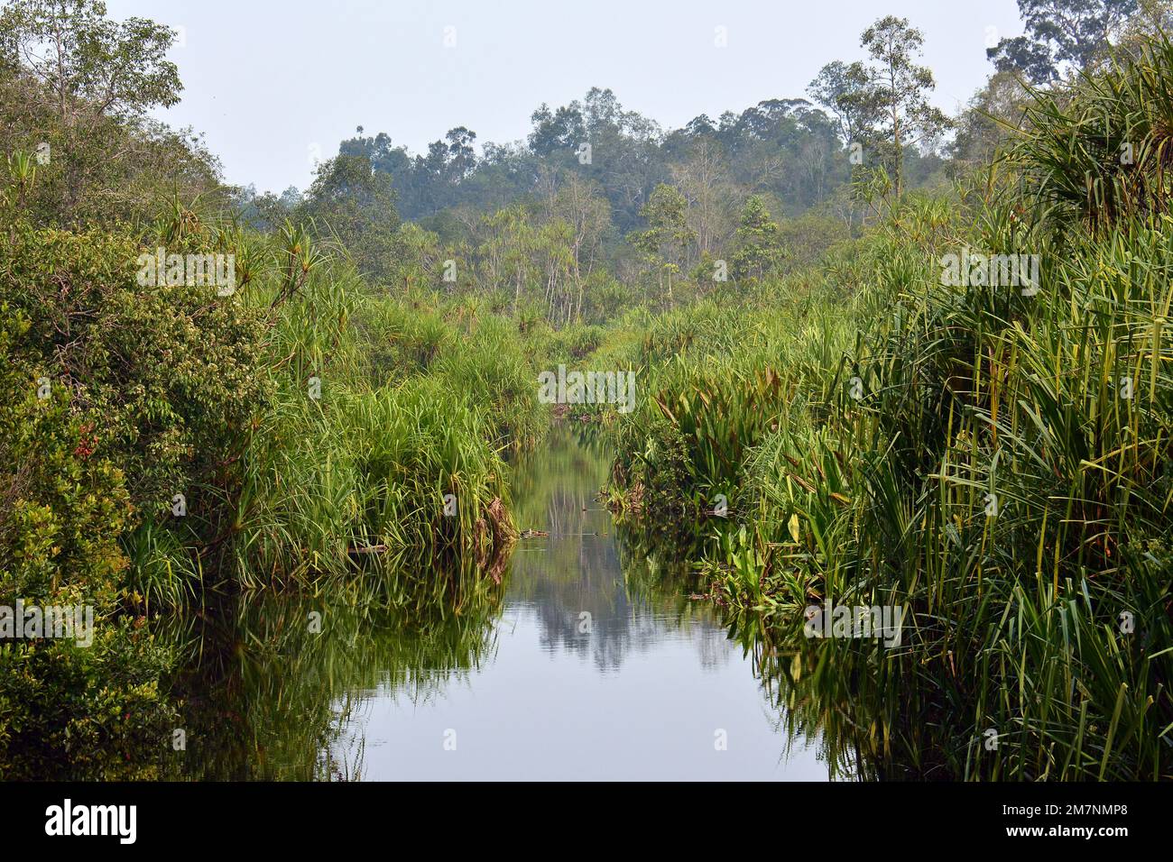 Sekonyer River, swamp forest, Tanjung Puting National Park, Kalimantan ...