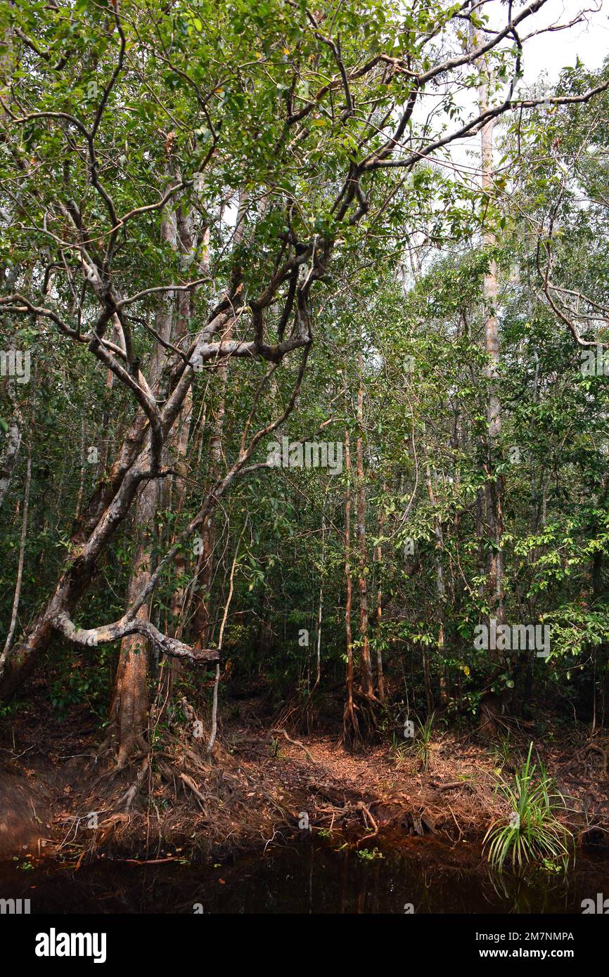 swamp forest, Tanjung Puting National Park, Kalimantan, Borneo island ...